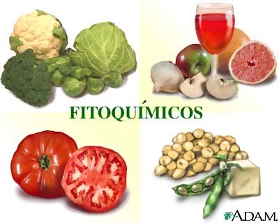 Fitoquímicos Medlineplus Enciclopedia Médica Illustración