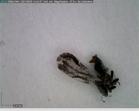 Arnold Schumann Roboflow Universe Arnold Schumann Roboflow Universe