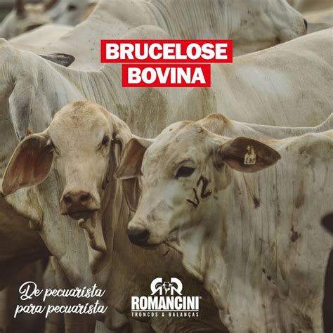 Brucelose Bovina Romancini Troncos And Balanças