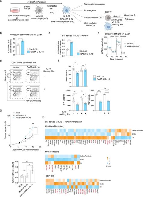 Gaba Enhances The Anti Inflammatory Phenotype Of Il 10 Polarized