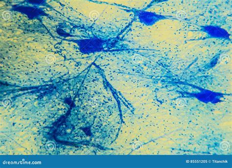 Cell Microscopic Neuron Tissue Stock Image 85551205