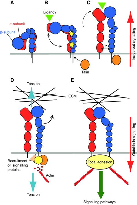 Integrin Conformation Function Relationships A Model A Fivecomponent