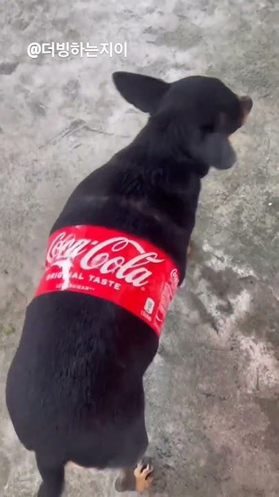 코카콜라 리미티드 에디션~ 더빙 더빙하는여자 병맛더빙 동물더빙 더빙하는지이 Voiceacting Youtube