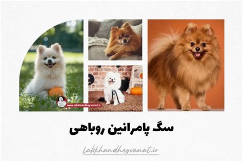 سگ پامرانین روباهی کلینیک دامپزشکی لبخند حیوانات