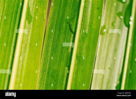 Vertical Lines In Nature