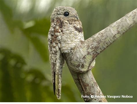 O Que é O Útero Didelfo Saber Atualizado