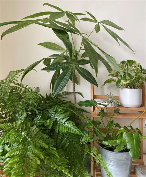 The Ultimate Guide To Caring For Your Schefflera Umbrella Plant The