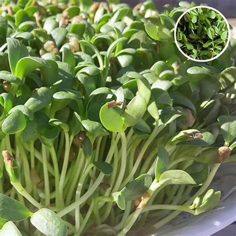 Fenugreek Indian Small Leaf Microgreen Seeds Create Your Dream