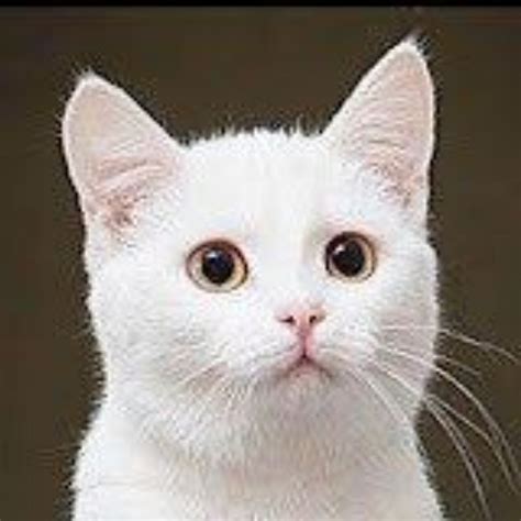 Funny Cat Reaction Funnycat34 Snapchat Stories Spotlight And Lenses