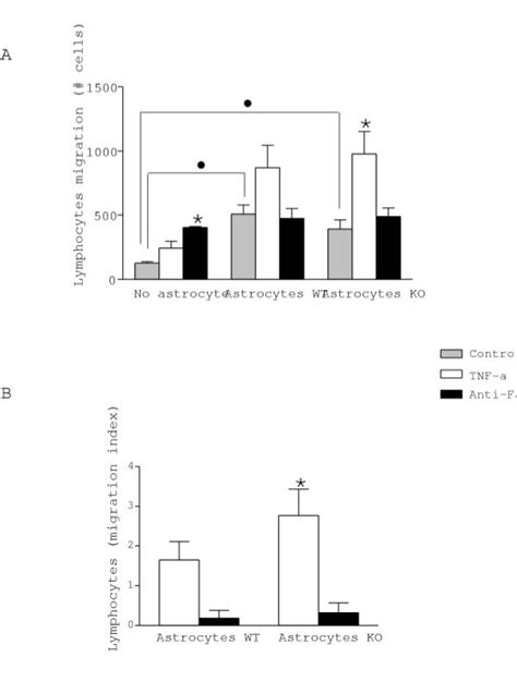The Effect Of Astrocytes On Lymphocyte Migration Was Assessed Using
