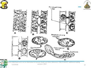 Spirogyra Life Cycle Ppt
