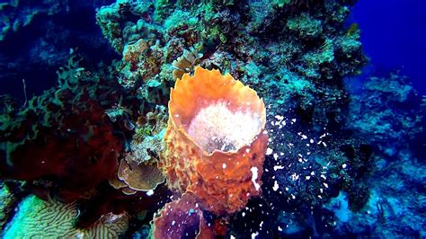 59 Секс в воде плюсы минусы подводные камни Индия Image 165992 Tvmaze