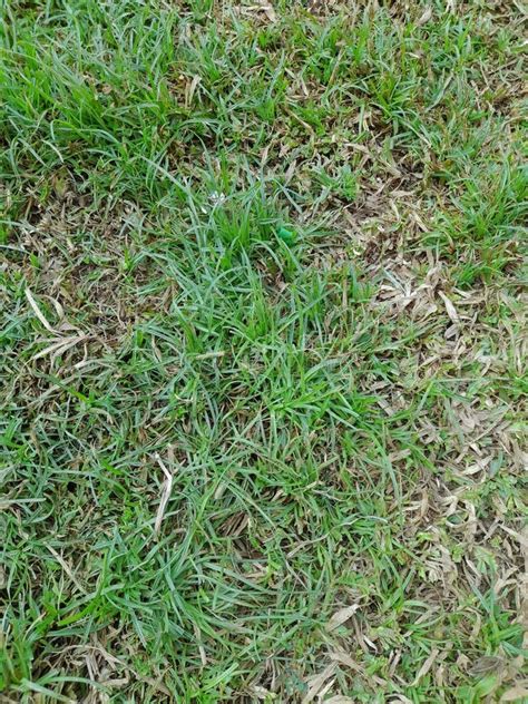 A Group Of Grasses Growing On The Ground And In The Close Up Photo