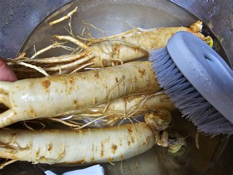 인삼 꿀절임 쪄서 만들어 먹기 편한 인삼 꿀절임