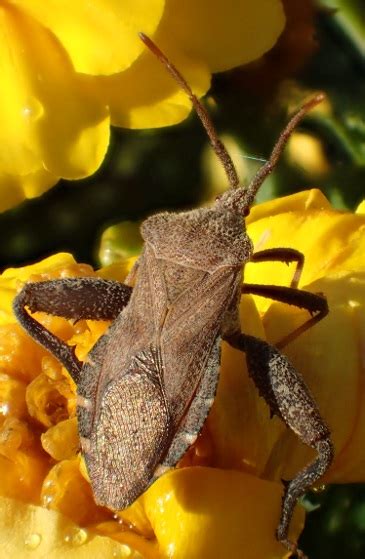 True Bug Piezogaster Calcarator BugGuide Net True Bug Piezogaster Calcarator BugGuide Net