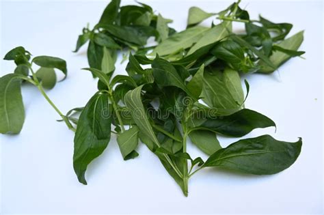Andrographis Paniculata Leaves On White Background Stock Image Image Of Closeup Herbs 362740851