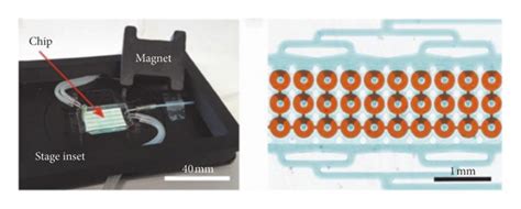 A Appearance Of Microfluidic Chip And Its Micrograph Of 30 Analysis