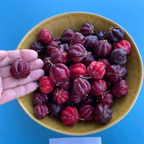 Black Surinam Cherry Seeds Etsy