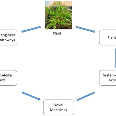 Exploiting The Properties Of Plant Extracts In The Development Of Novel