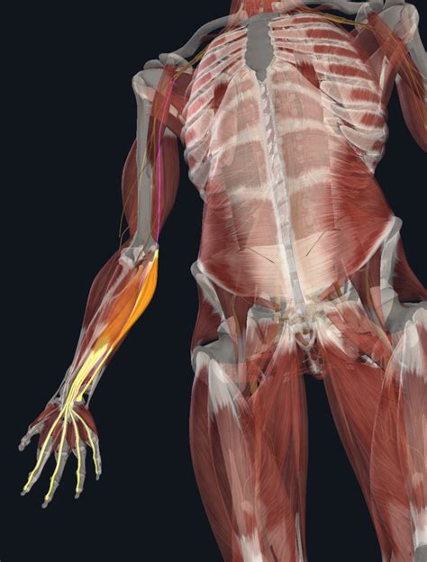 Ulnar Nerve Diagram Quizlet
