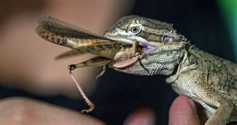 What Eats Grasshoppers Grasshopper Predators List 6 Examples