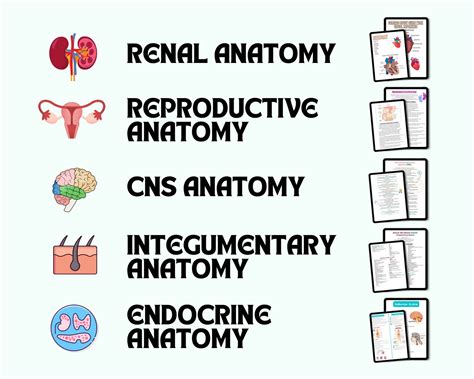 Complete Anatomy And Physiology Nursing 170 Pages Anatomy Study Guide