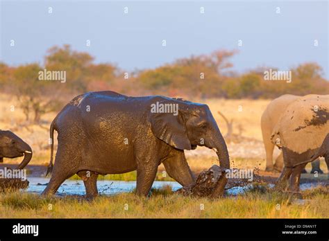 African Bush Elephant African Savanna Elephant Afrikanischer Elefant