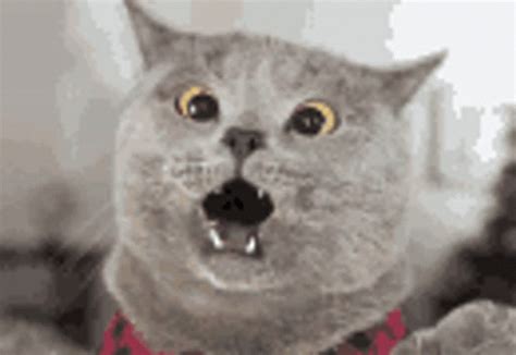 Surprised Cat S