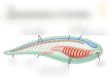 Chordates Zoology Ii Diagram Quizlet