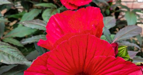 Ca Macconnell Red Ca Macconnell Red