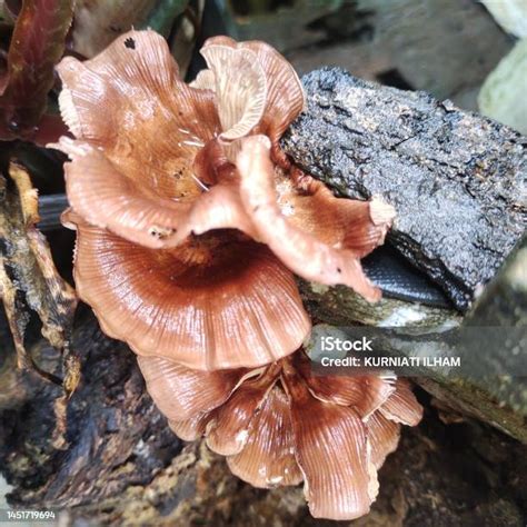 Jamur Ganoderma Spp Termasuk Jamur Kayu Spesies Dari Genus Ganoderma