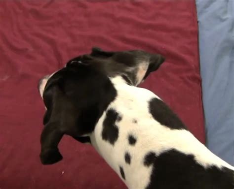 Perverted Man Has Sex With His Obedient Dog Zoo Tube 1