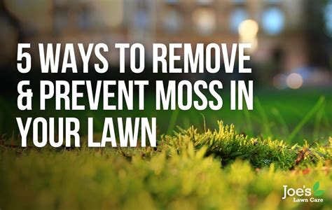 Easiest Way To Remove Moss From Lawn At Roberta Shanklin Blog