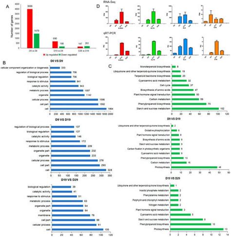 Integrated Transcriptomics And Metabolomics Reveal Key Insights Into Iridoid Biosynthesis In