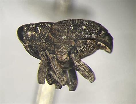 Weevil Bugguide