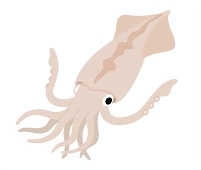かわいいイカイラスト｜無料イラスト・フリー素材なら「イラストac」