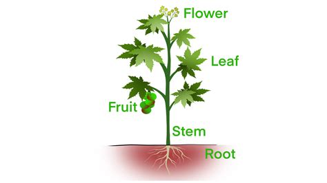 Parts Of Plant Morphology Of Plant With Green Leaves Fruits Flowers And Root System Plant