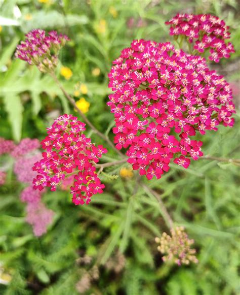 Achillea Millefolium Cassis Apollo Farm