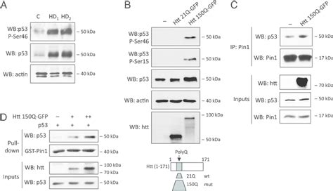 Expression Of Mutant Huntingtin Induces The Interaction Of P53 With Download Scientific Diagram