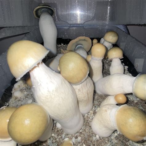 First Flush Of Pe Came Out As Blobs But Second Flush Is Coming Out Nice🤩ill Be Cloning That