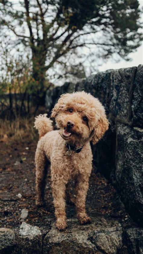 والپیپر زیبای سگ عکس پس زمینه سگ برای اندروید و آیفون