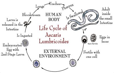 Diagram Of The Life Cycle Of Ascaris Lumbricoides The