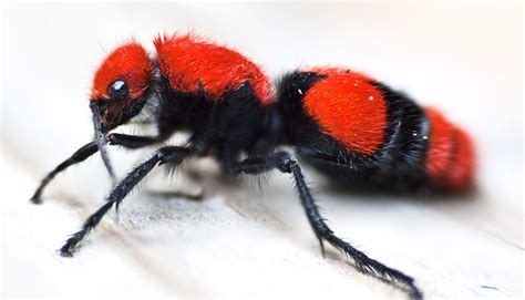 Great Facts Why This Ants Sting Is One Of The Most Painful