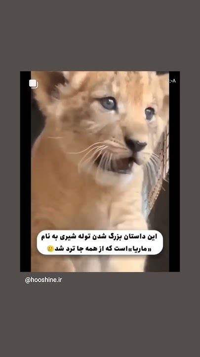 شیر تنها Youtube