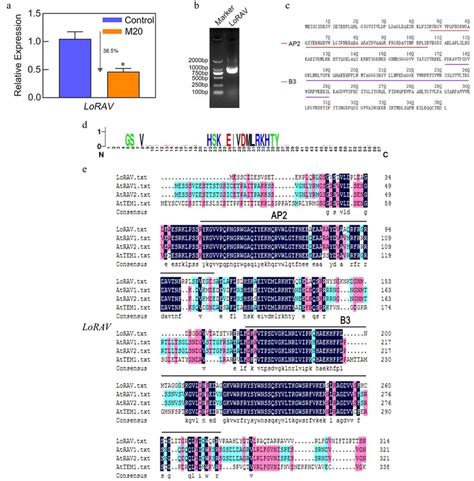 Lorav Expression Cloning And Amino Acid Sequence Analysis A The