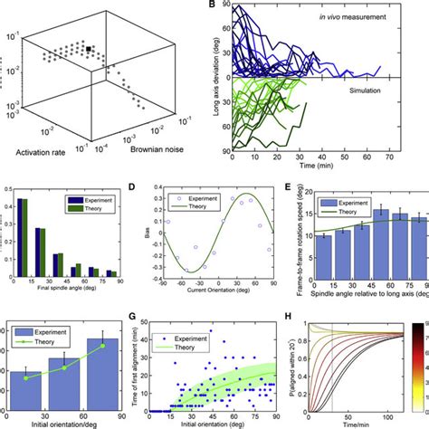 The Dynamic Model Recapitulates Characteristic Spindle Rotation In