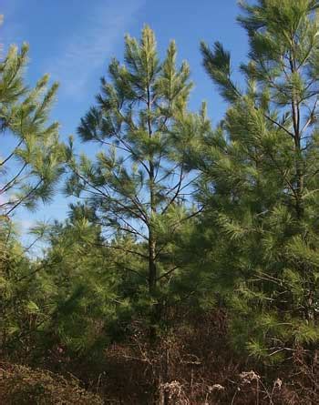 What Do The Dark Cores In Trees Mean Walter Reeves The Georgia Gardener