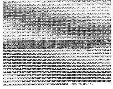 Auxotrophic Agrobacterium For Plant Transformation And Methods Thereof
