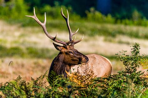 Redwood National Park Facts About Wildlife And History