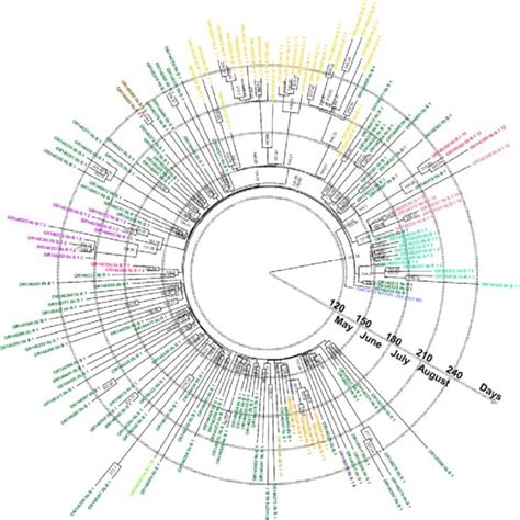 Bayesian Inferred Phylogenetic Tree With The Most Likely Time Of The Download Scientific